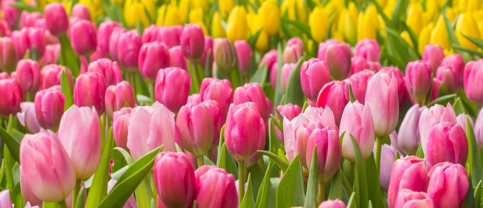 Thompsons Plants & Garden Centres