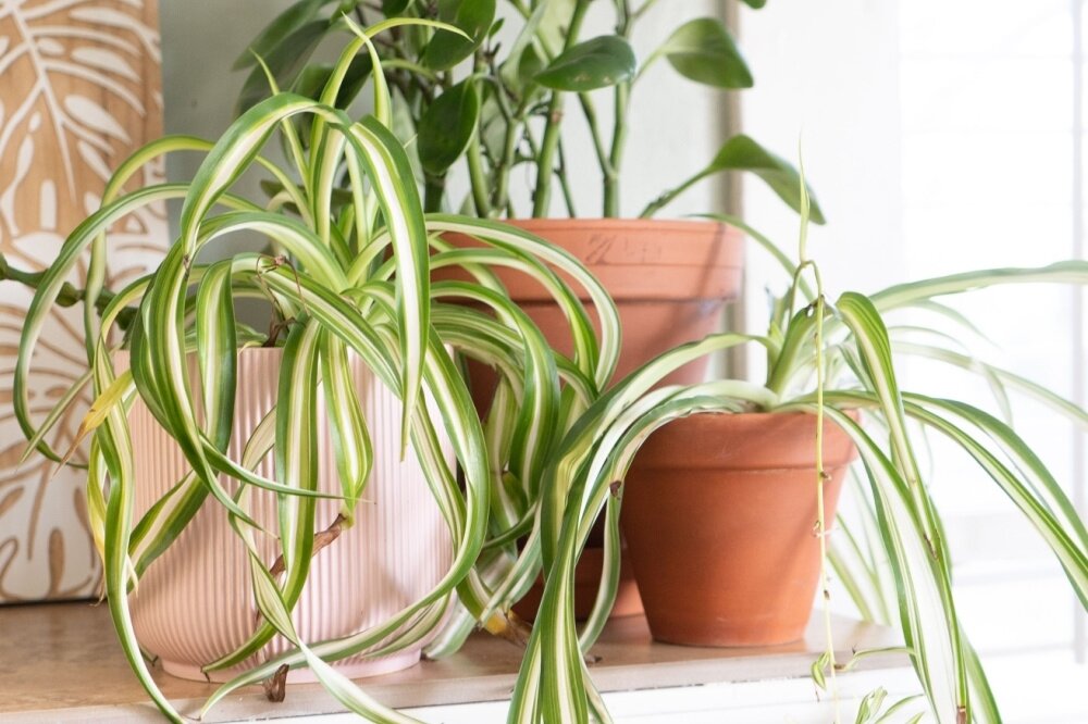 4 Houseplant trends for 2023 - Thompsons Plants & Garden Centres