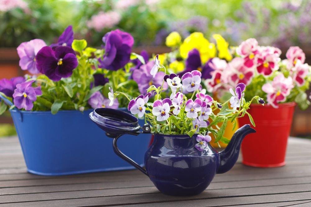 6 fantastic plants for spring pots - Thompsons Plants & Garden Centres
