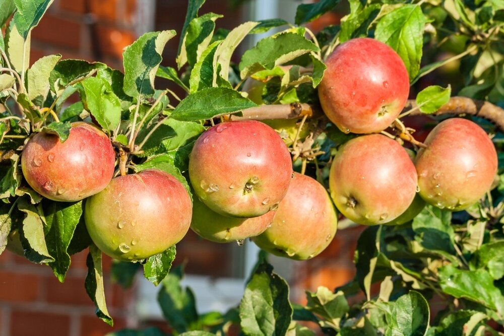 Harvest apples and pears - Thompsons Plants & Garden Centres