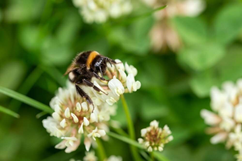How to attract beneficial insects to your garden - Thompsons Plants ...