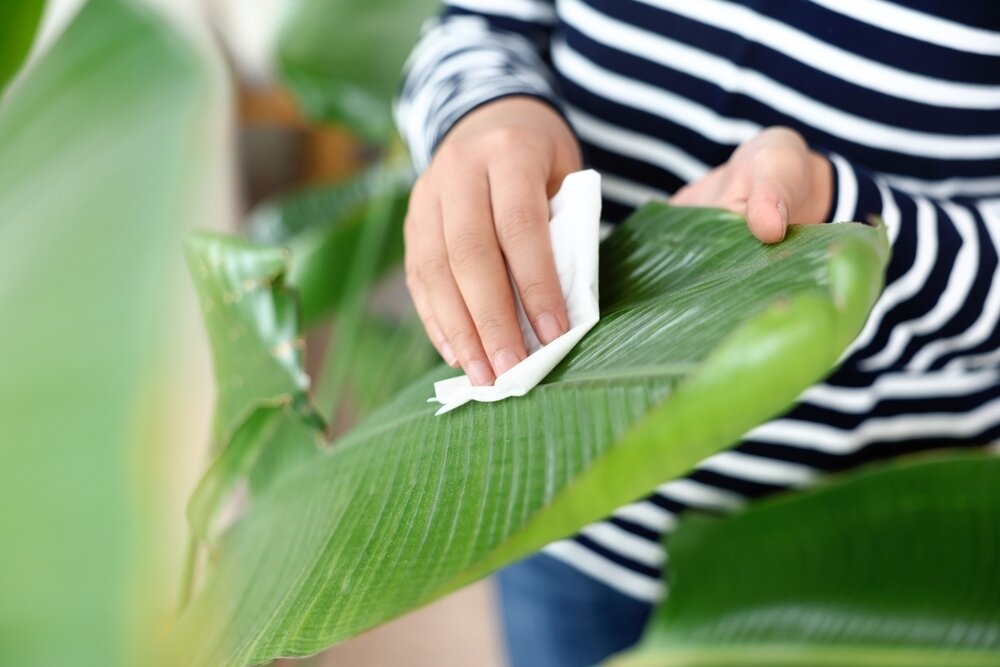 How to clean your houseplants - Thompsons Plants & Garden Centres