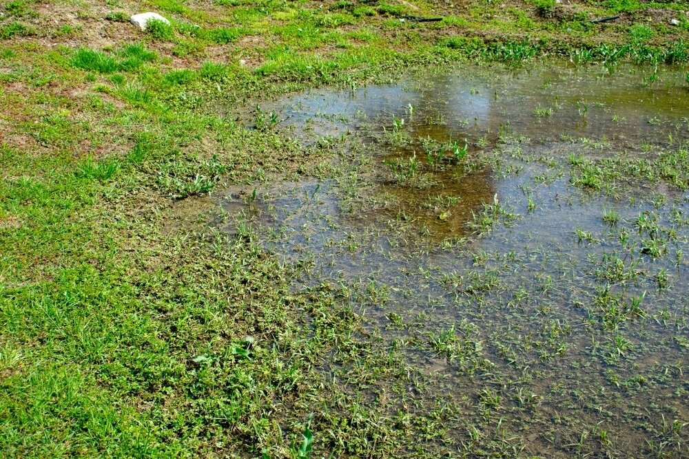 How to improve drainage in your lawn - Thompsons Plants & Garden Centres