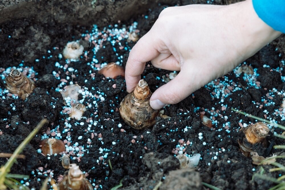 How to plant spring bulbs - Thompsons Plants & Garden Centres