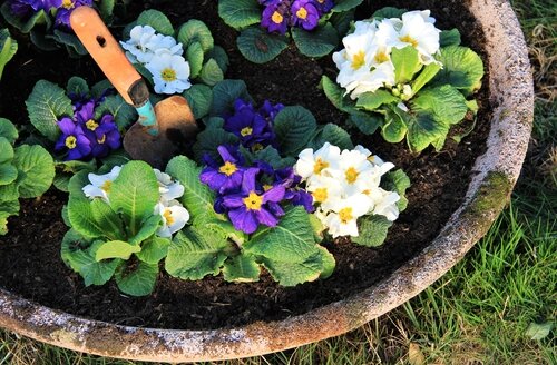 Let’s get Spring started with Primrose - Thompsons Plants & Garden Centres