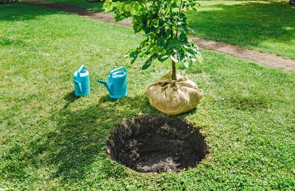 Plant a tree - Thompsons Plants & Garden Centres