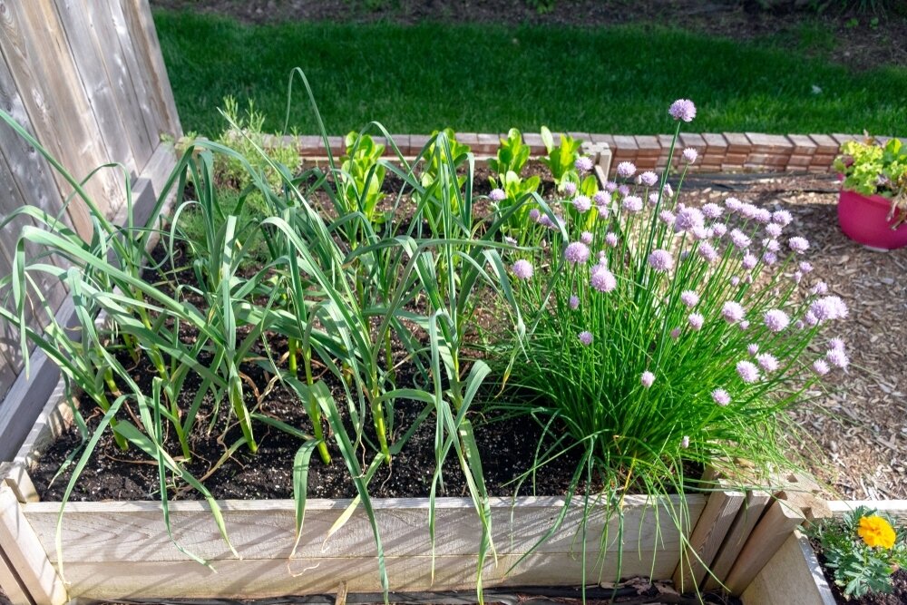 Square foot gardening - Thompsons Plants & Garden Centres