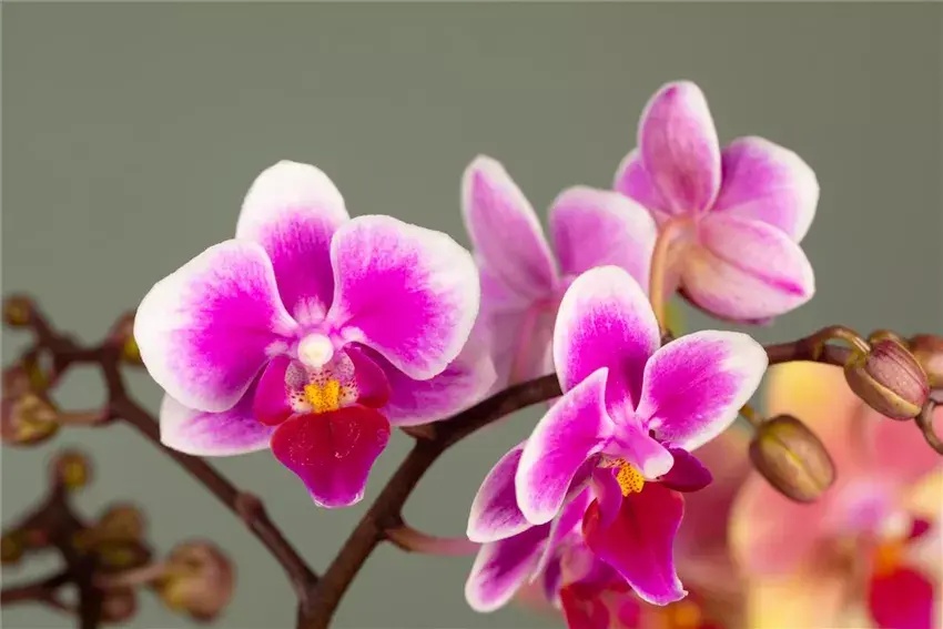 The unique characteristics of Orchids - Thompsons Plants & Garden Centres
