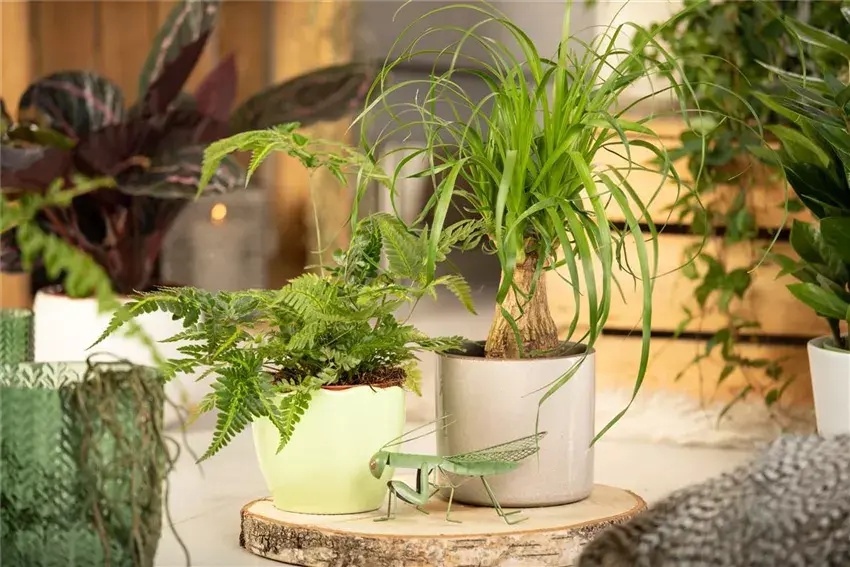 The variety of indoor plants is endless and beautiful - Thompsons ...