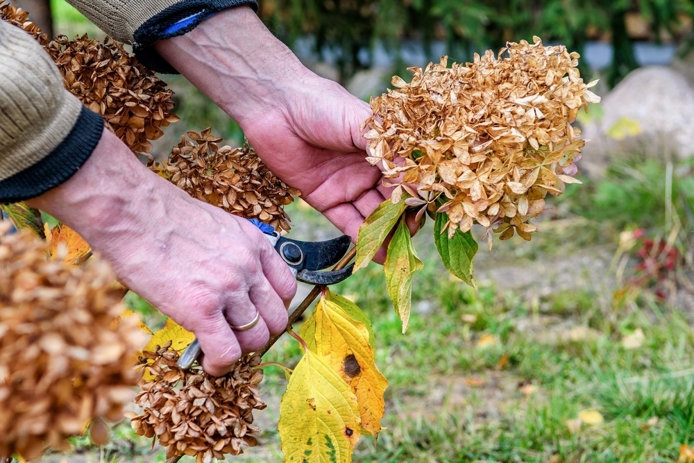Tips on cutting back perennials in autumn - Thompsons Plants & Garden ...