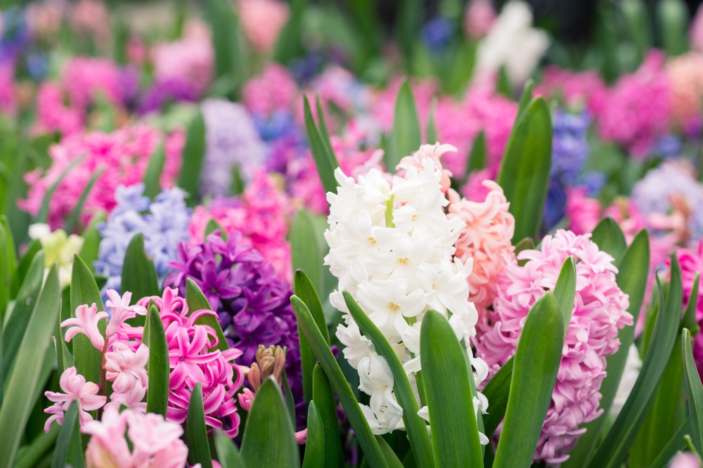 Top 10 scented spring plants - Thompsons Plants & Garden Centres
