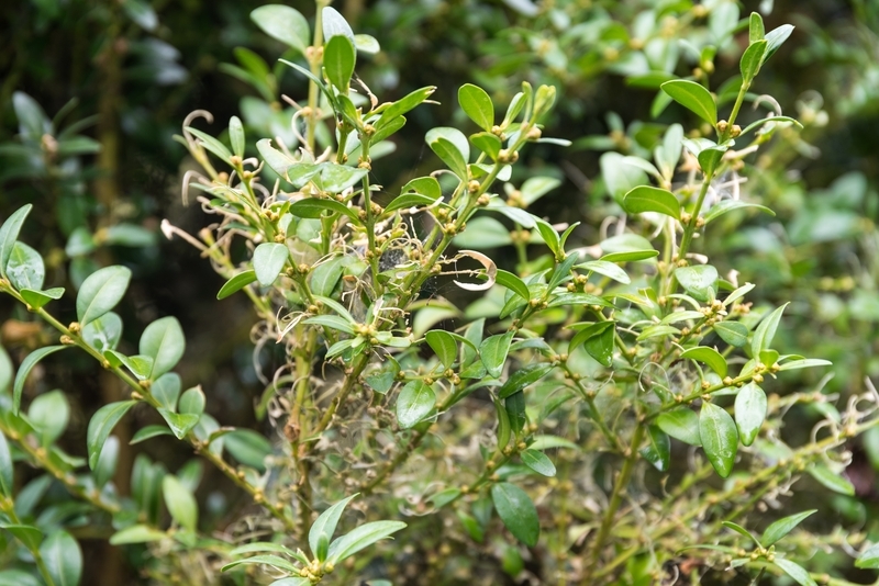 What to do against the box tree moth - Thompsons Plants & Garden Centres