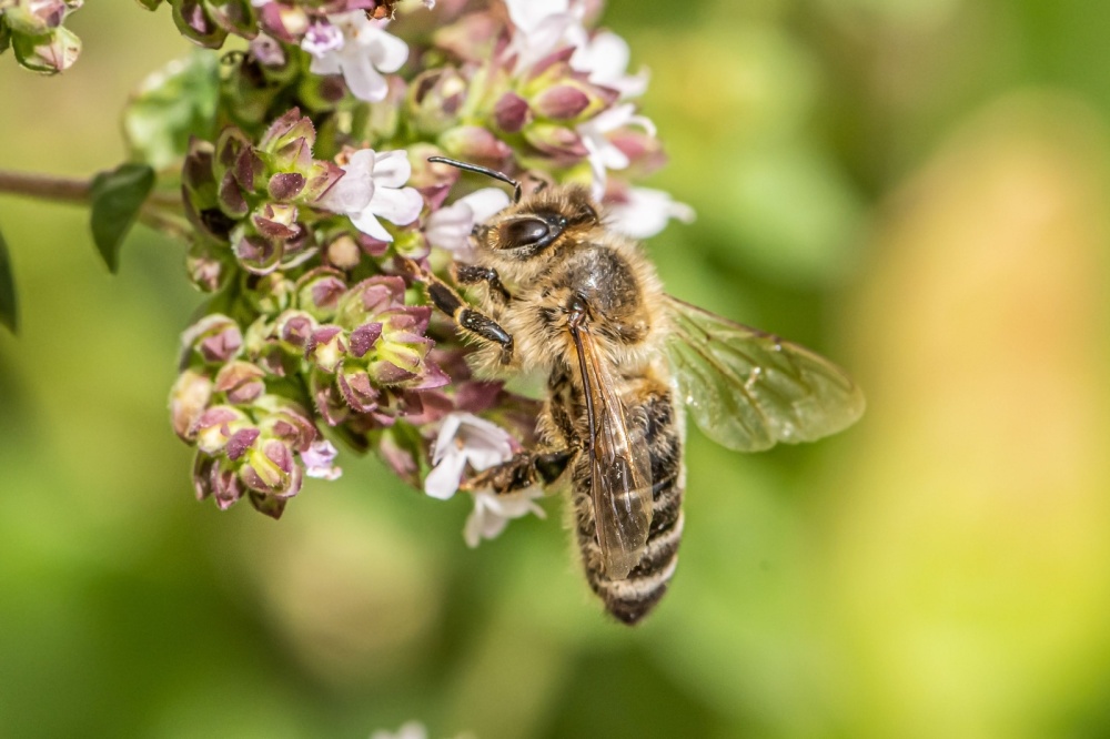 Why are pollinators so important? - Thompsons Plants & Garden Centres