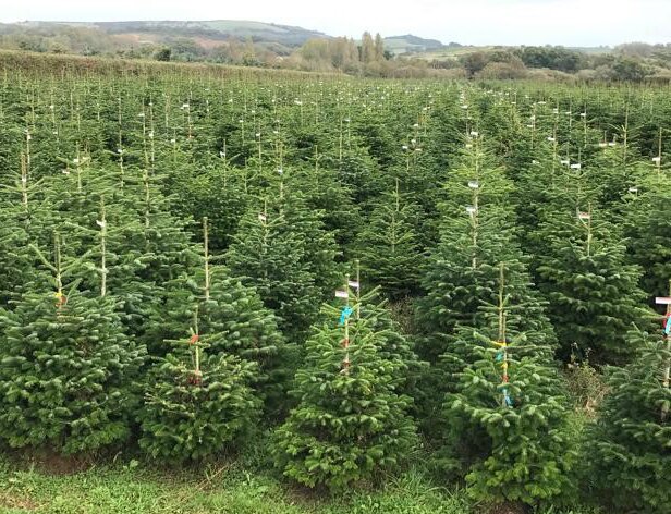 Why Christmas trees are better for the environment - Thompsons Plants ...