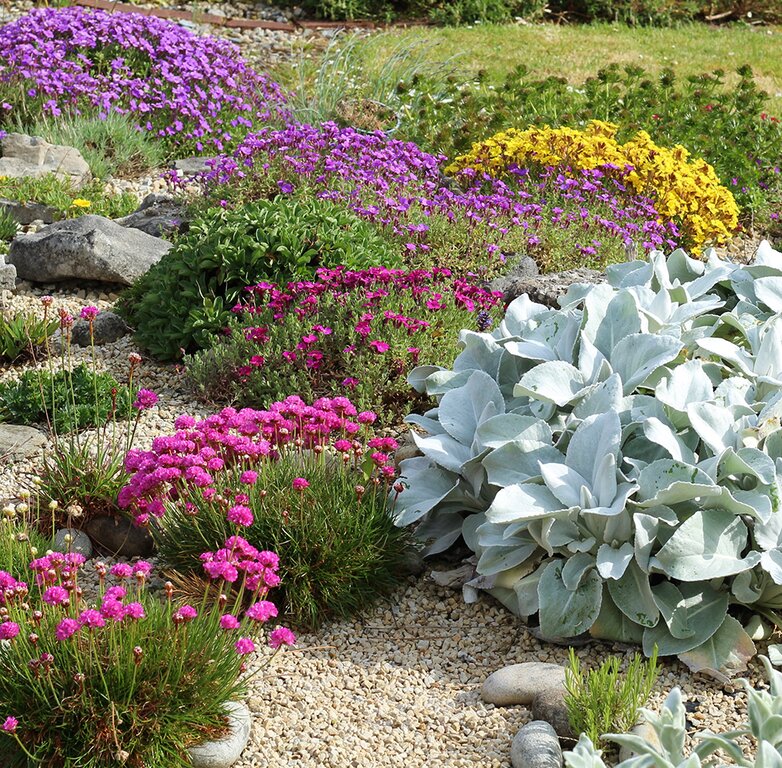 Alpines - Thompsons Plants & Garden Centres