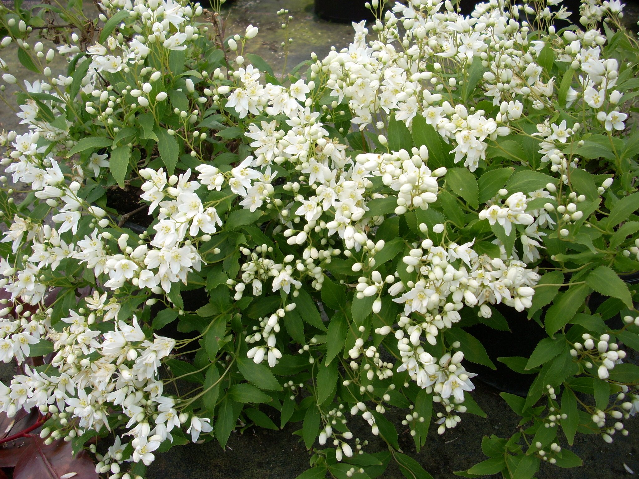 Deutzia var. nakaiana Nikko - Thompsons Plants & Garden Centres