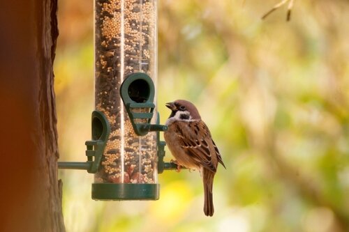 Feeding Stations - Thompsons Plants & Garden Centres