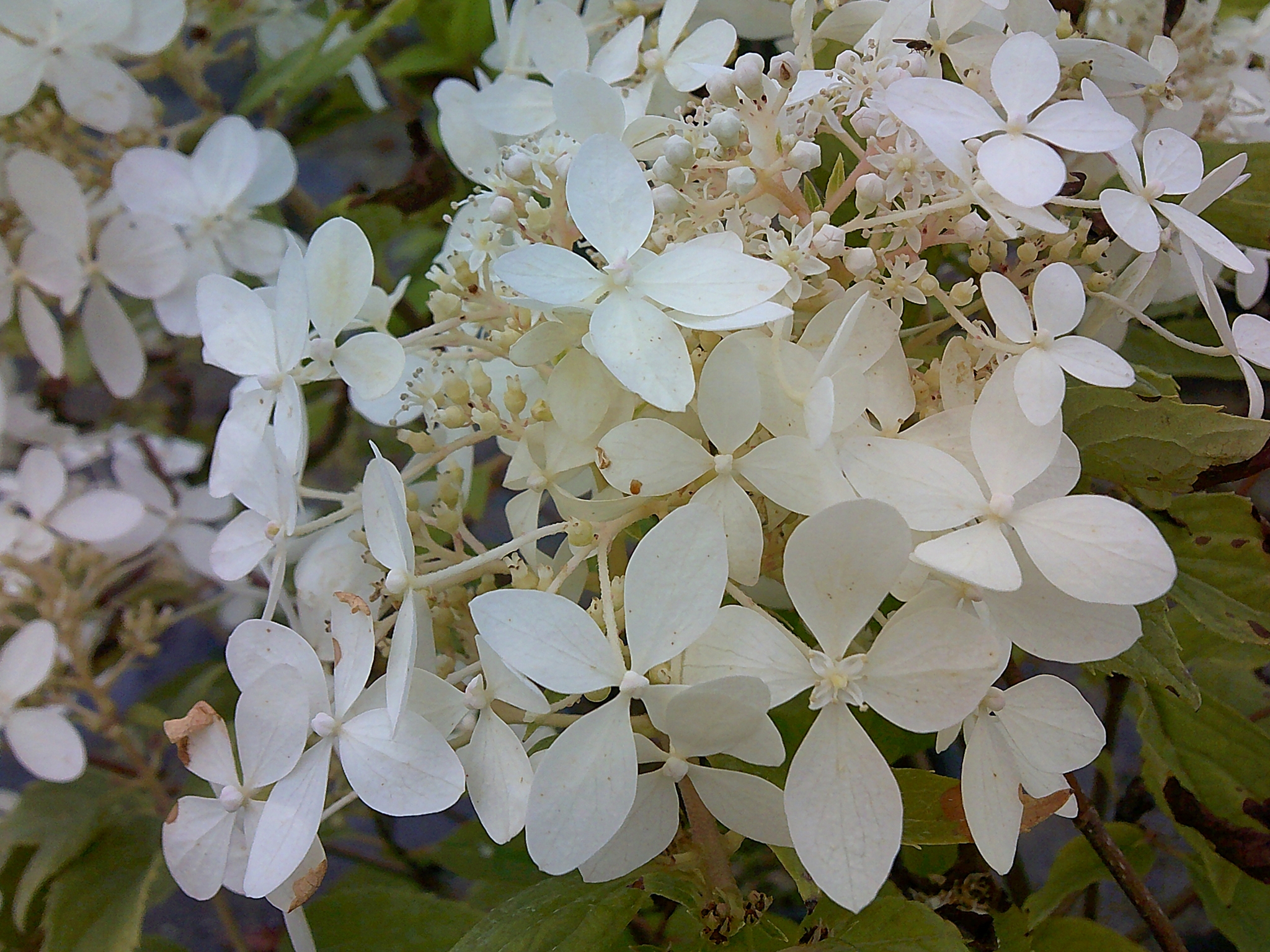 Hydrangea Pan Phantom Thompsons Plants And Garden Centres