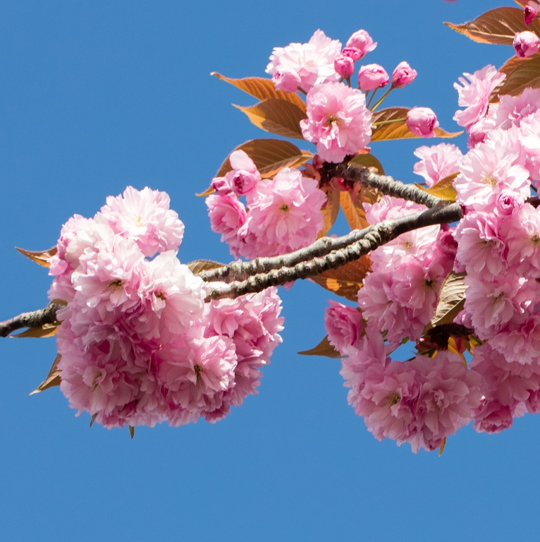 Ornamental Trees - Thompsons Plants & Garden Centres