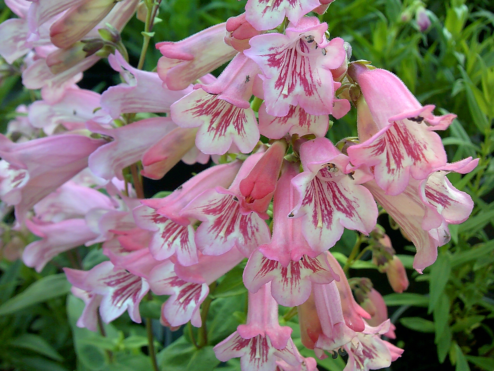 Penstemon Hewells Pink - Thompsons Plants & Garden Centres