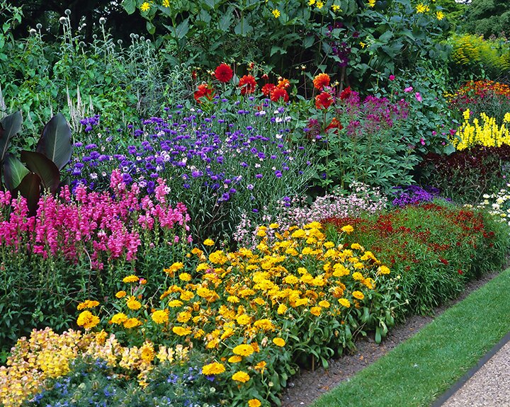 Perennials Large - Thompsons Plants & Garden Centres