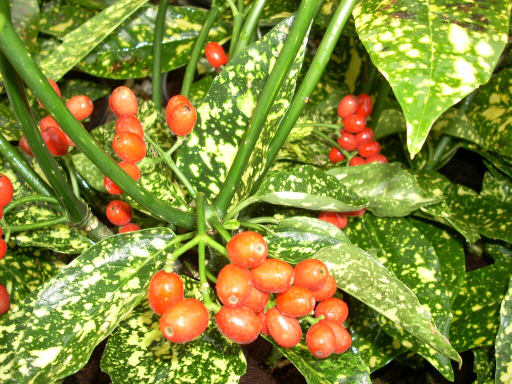 Specimen Shrubs - Thompsons Plants & Garden Centres